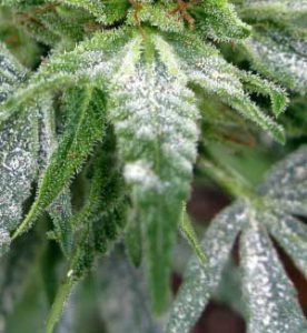 10 Best ways to Get Rid of Powdery Mildew on Cannabis Plants